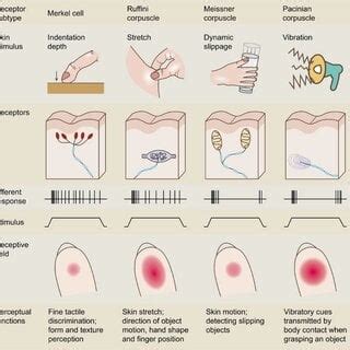 Schematic Of Biological Sensory Adaptation And Bioinspired Adaptive