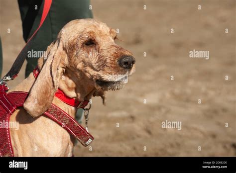 Outdoors Portrait Of Cocker Spaniel With Copy Space Beach Landscape At