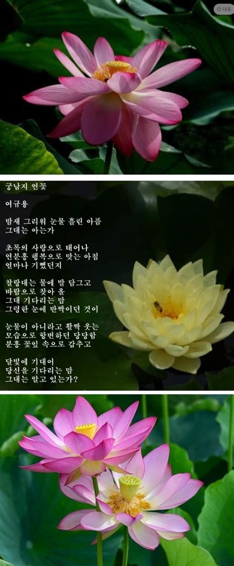 궁남지 연꽃 여규용