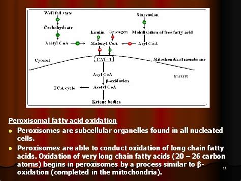 Lipid Metabolism Oxidation Of Fatty Acids Oxidation Of