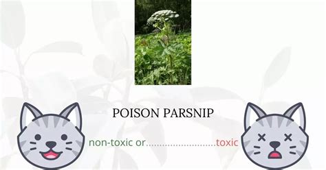 Is Poison Parsnip Toxic To Cats