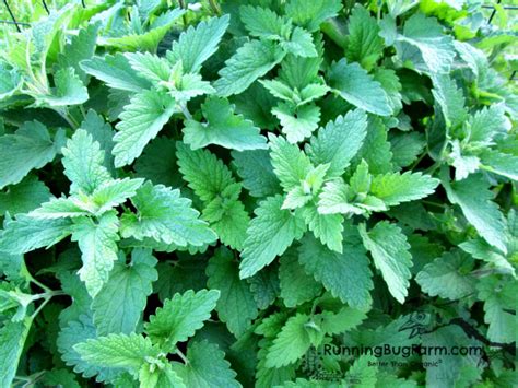 Organic Loose Leaf Dried Whole Catnip Non Gmo Kitty Krack Natural And Chemical Free