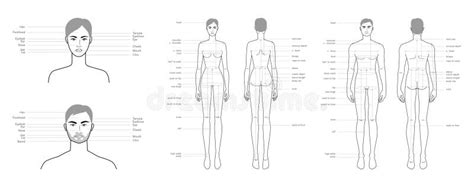 男女头体图，面部文字部分标注时装插图信息 向量例证 插画 包括有 等高 时装模特 下巴 前额 评定 282459910