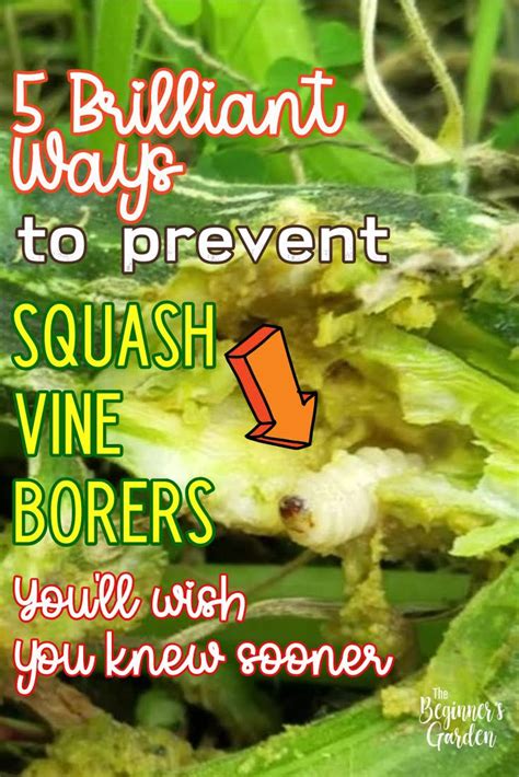 Common Squash Pests Squash Bugs And Squash Vine Borers Artofit
