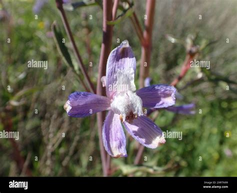 Byron Larkspur Delphinium Recurvatum Plantae Stock Photo Alamy