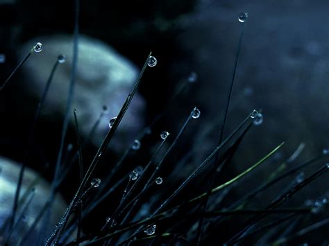 Moonlight Dew By Dizzylizz On Deviantart