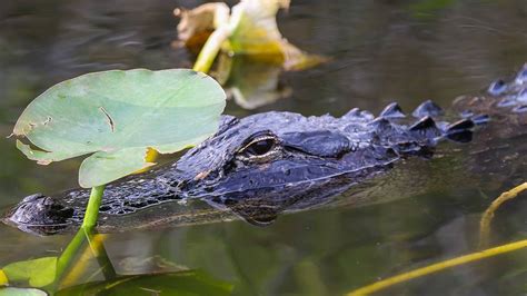 Florida Man Charged With Killing 2 American Alligators Miami Herald