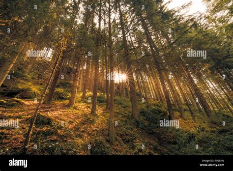 Sun Rays Evergreen Trees Hi Res Stock Photography And Images Alamy