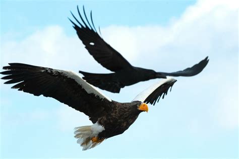 Types Of Eagle The Majestic Birds Of Prey Revealed