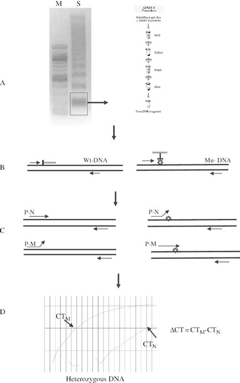 Schematic Illustration Of The Strategy Of Detection Of Thalassemia Download Scientific Diagram