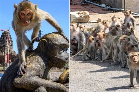 Army Of Sex Crazed Macaques Terrorise City But Annual Monkey Buffet