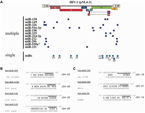 In Silico Screening Of Human MiRNA Target Sites In The HIV Genome A