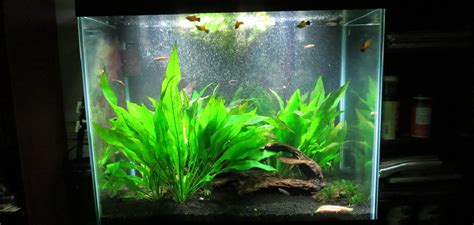 How To Keep Aquarium Decorations From Floating 12 Easy Ideas