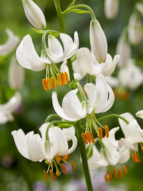 Lily Snowy Morning Lily Bulbs For Spring Planting Dutchgrown™ Uk