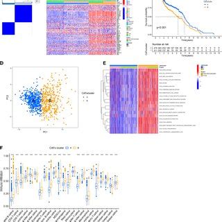 Identification Of CAFs Subtypes And Their Biological Characteristics In