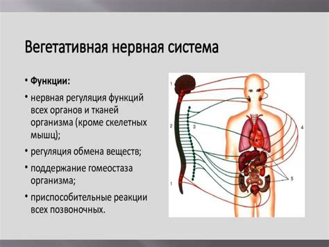 Вегетативная нервная система презентация онлайн