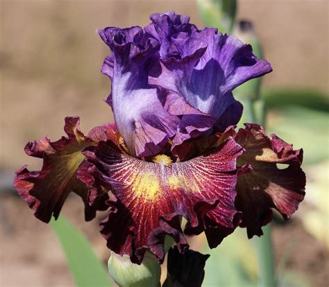 Sheer Madness Mid America Garden