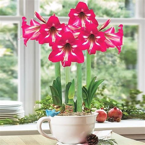 Amaryllis Hippeastrum Hot Lips For Sale Online In Eu Directly From