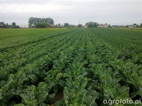 Kalafiory zdjęcie fotka foto numer 451065 Galeria rolnicza agrofoto