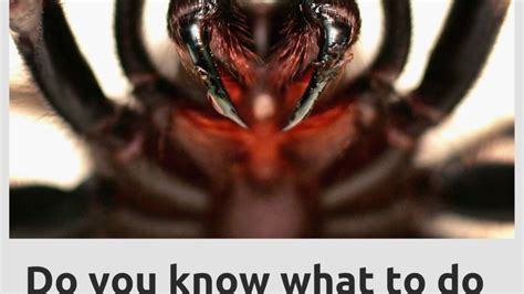 သြစတြေးလျမြွေများနှင့် ပင့်ကူများ အကိုက်ခံရလျှင် ဘာလုပ်ရမလဲ Sbs Burmese