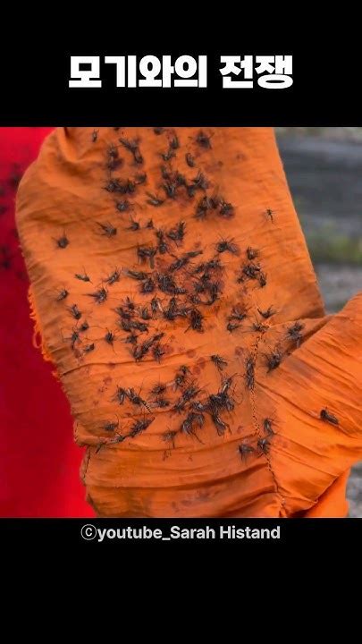 모기와의 전쟁 Youtube