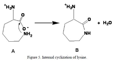 An Interpretation Of The Oligomerization Of Amino Acids Under Prebiotic