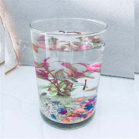 Be Ca Mini 3 Min ⋆ Thủy Sinh Việt Nam