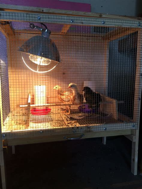 Chicken Brooder Pen At Roscoe Ramirez Blog