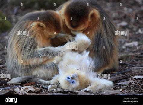 Golden Snub Nosed Monkey Rhinopithecus Roxellana Male And Female
