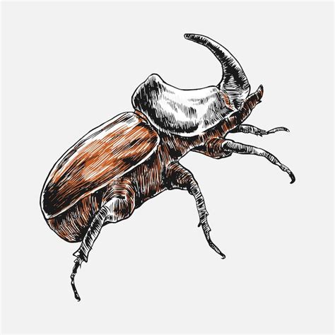 Premium Vector Engrave Rhinoceros Beetle Vector Illustration