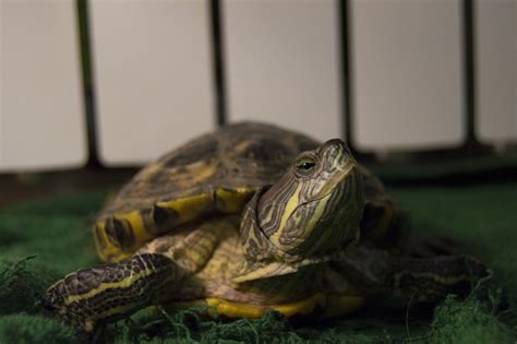 Turtle Red Eared Reptiles Free Photo On Pixabay
