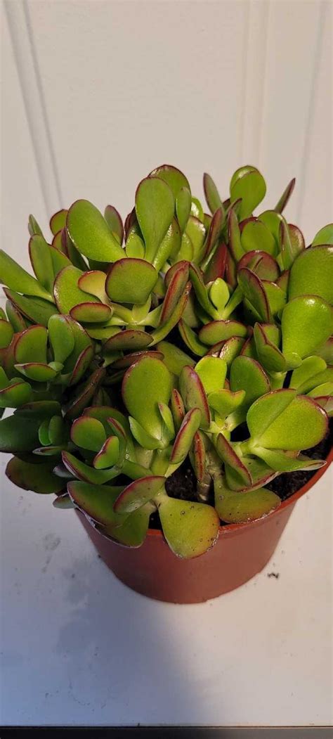 Best Plant Crassula Ovata Jade For Sale In Dollard Des Ormeaux Quebec