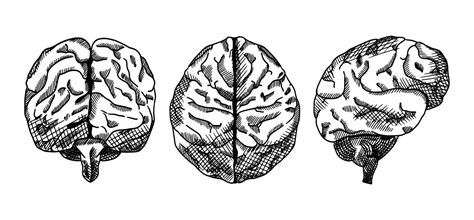 Premium Vector Human Brain Sketch Human Anatomy The Mind Is Human