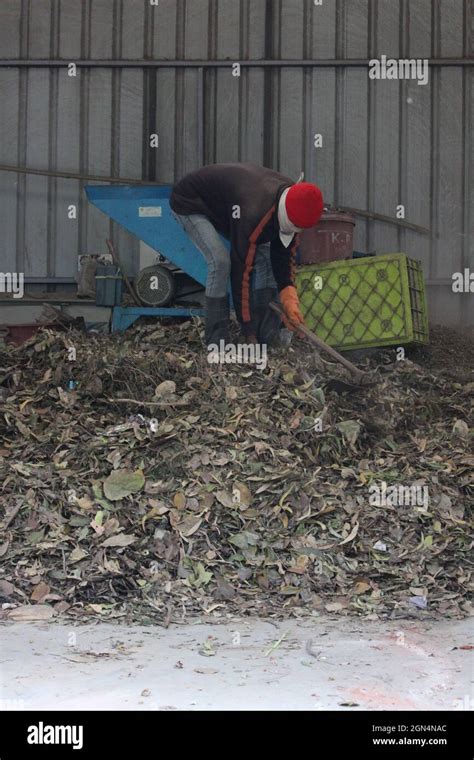 Man Working At The Compost Processing Unit In Sanjay Lake Park Trilokpuri New Delhi India