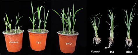 Effects Of Culture Filtrate Cf From The Fungal Endophytes Fusarium