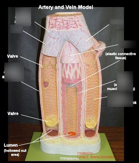 Histology Of Blood Vessels Diagram Quizlet