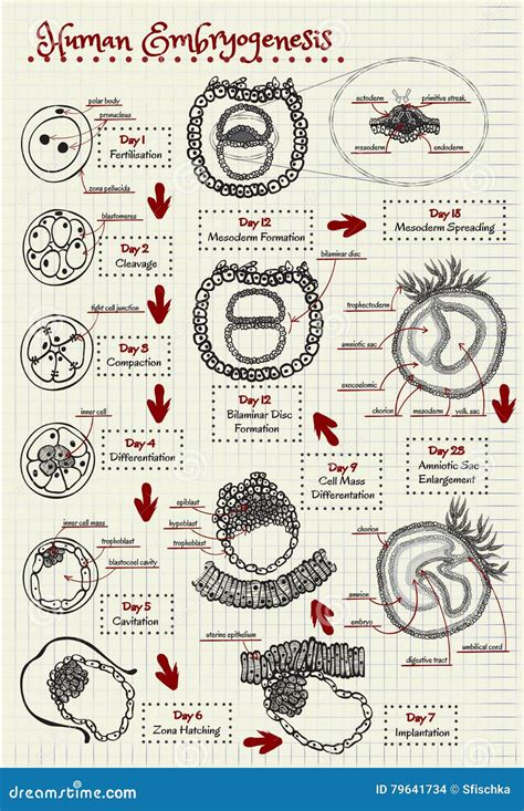 The Human Embryogenesis Diagram Stock Vector Illustration Of Person
