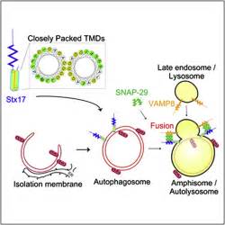 The Hairpin Type Tail Anchored Snare Syntaxin 17 Targets To