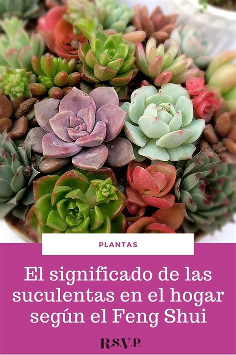 El significado de las suculentas en el hogar según el Feng Shui ...