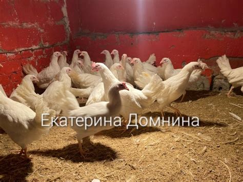 Куры МОЛОДКИ яичного направления 520р доставка бесплатная без