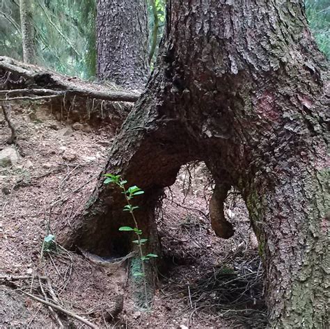 Definitely A Male Tree R Mildlypenis