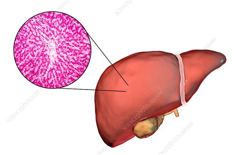 Healthy Liver Illustration And Micrograph Stock Image F020 1399