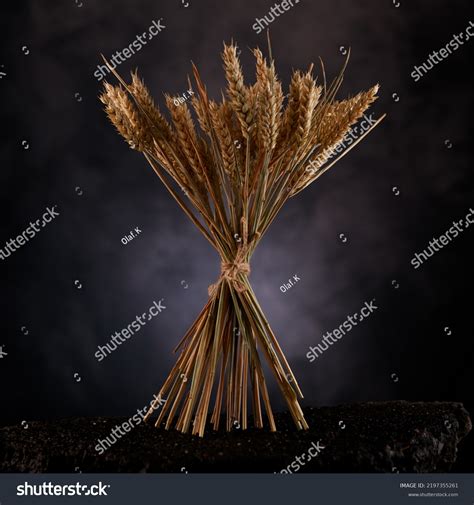 17 Aspahlt Pflanze Stockfotos, Bilder und Fotografie | Shutterstock