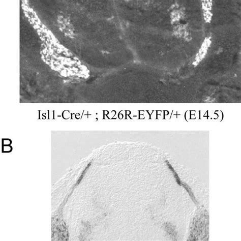 Specific Expression Of Eyfp In R26r Eyfp Mice Carrying Isl1 Cre A