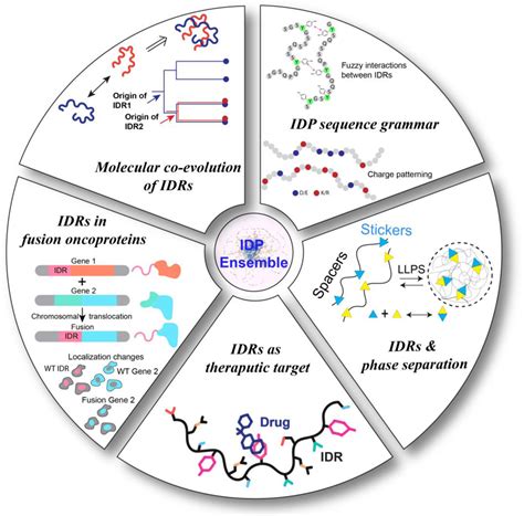 Dissecting Biophysics And Biology Of Intrinsically Disordered Proteins Pmc
