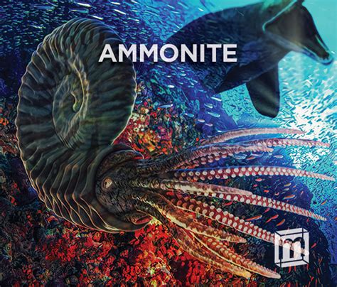 Ammonite Collectible Specimen Includes Display Case Mini Museum