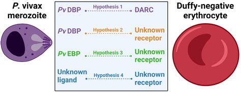 Diagramme De Plasmodium Vivax