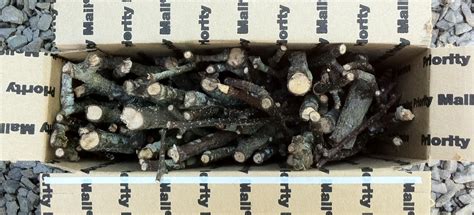 Natural Wood Branches Sticks And Twigs For Arts Crafts And Home Decor