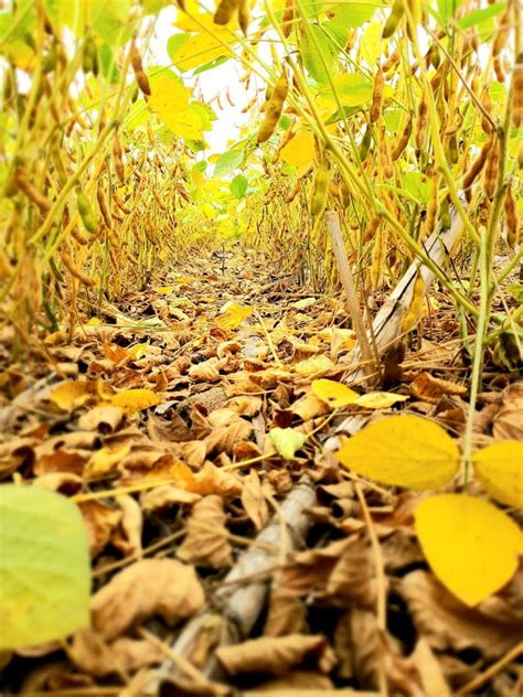 Nebraska Soy Bean Field Getting Ready For Harvest Stock Image Image
