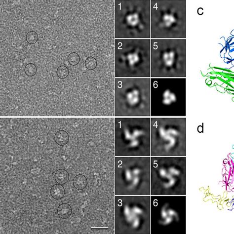 Electron Microscopy Of 4 1bbl And Its Complex With 4 1bb A Raw Image